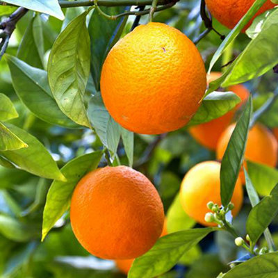 Mandarin Citrus Fruit Tree in a 5-6L Pot