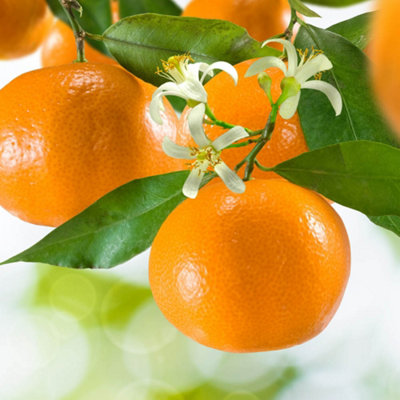 Mandarin Citrus Fruit Tree in a 5-6L Pot
