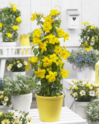Mandevilla Yellow Exotic patio Plug Plant