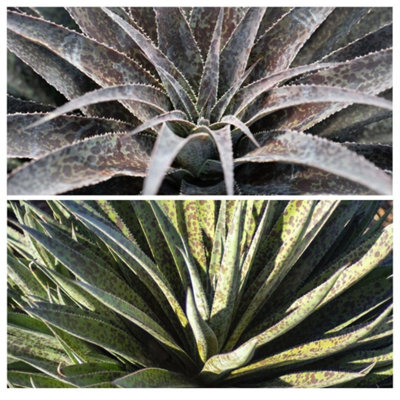Mangave Duo 9cm Potted Plant x 2