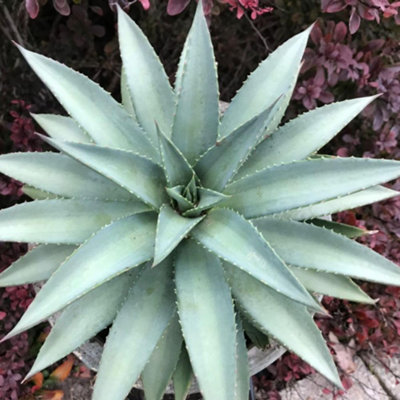 Mangave Frosted Elegance 9cm Potted Plant x 3
