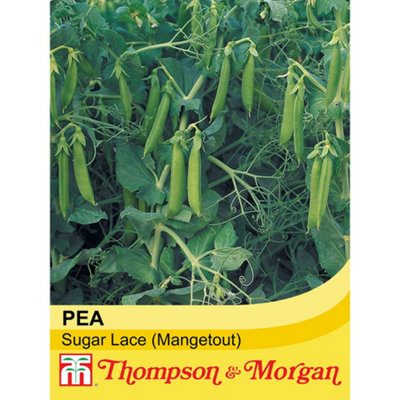 Mangetout Pea Sugar Lace 1 Packet (125 Seeds)