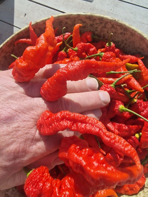 Mantis Claw Red Chilli Seeds - 10 Fresh Seeds