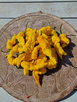 Mantis Claw Yellow Chilli Seeds - 10 Fresh Seeds