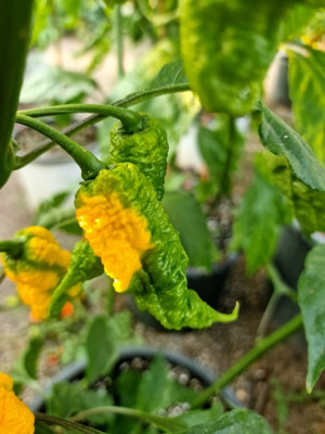 Mantis Claw Yellow Chilli Seeds - 10 Fresh Seeds