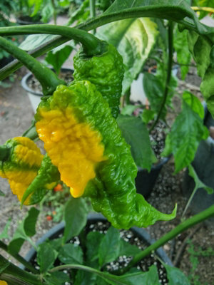 Mantis Claw Yellow Chilli Seeds - 10 Fresh Seeds