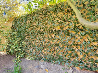 Maple Leaf Trellis Garden screen (H)1m (W)2m