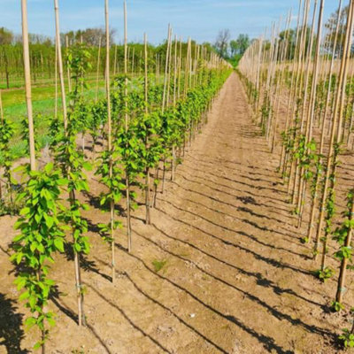 Marco Paul 90cm 20pc Bamboo Canes Gardeners Essential Strong Durable and Long Lasting Garden ...