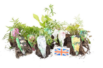 Marginal 8 Native Pond Plant Collection - UK Bareroot Selection ...