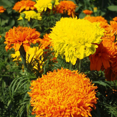 Marigold African Fantastic Mix Tall Easy Grow Summer Bedding Flowers 1x ...