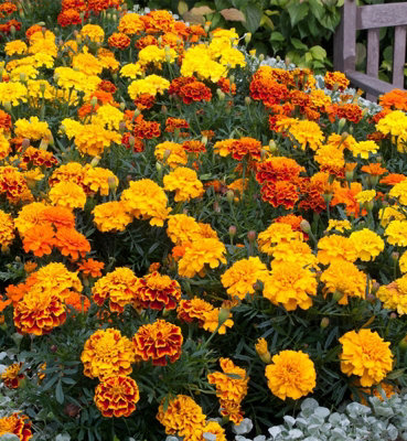 Marigold African Mix Bedding Plants - 12 Pack - Colourful Summer ...