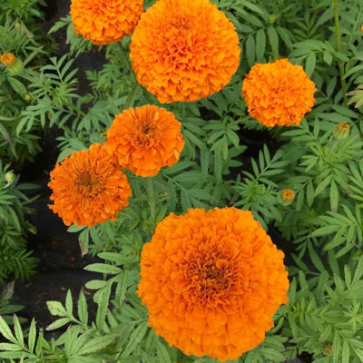 Marigold African Orange Plants - 12 Pack - 2 Trays of 6 Plants - Pom ...