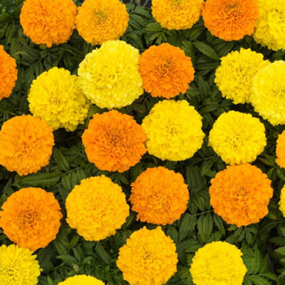 Marigold African Sun Mix Pro + Plugs 60