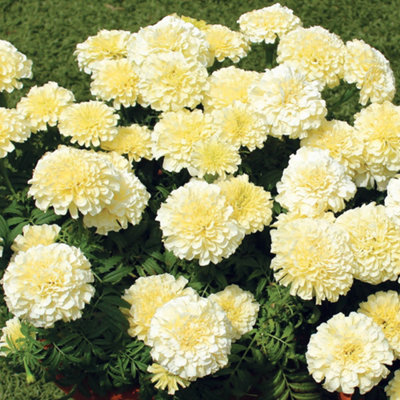 Marigold African Vanilla plug x 24 | DIY at B&Q