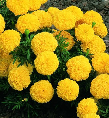 Marigold African Yellow Bedding Plants - 12 Pack - Colourful Summer ...