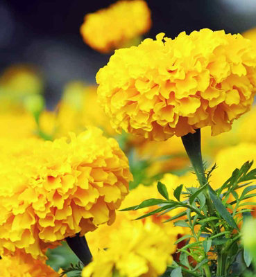 Marigold African Yellow Bedding Plants - 12 Pack - Colourful Summer ...