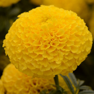 Marigold American Marvel Yellow Colourful Flowering Bedding Plants 6 Pack