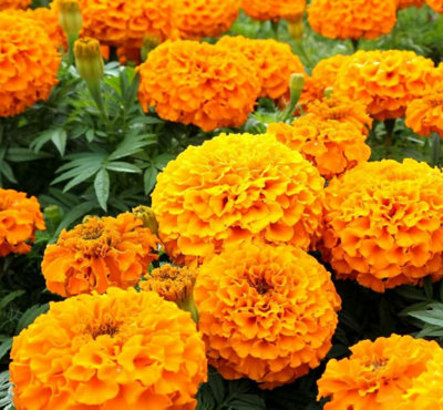 Marigold Bedding Plants - 3 x 6 Pack African Orange Bedding Plant