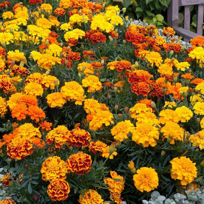Marigold Bedding Plants - 3 x 6 Pack French Mix Yellow and Red Bedding ...