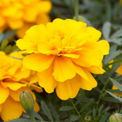 Marigold Bedding Plants - 6 Pack African Yellow Bedding Plant