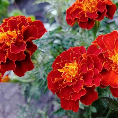 Marigold Bedding Plants - 6 Pack French Red Bedding Plant