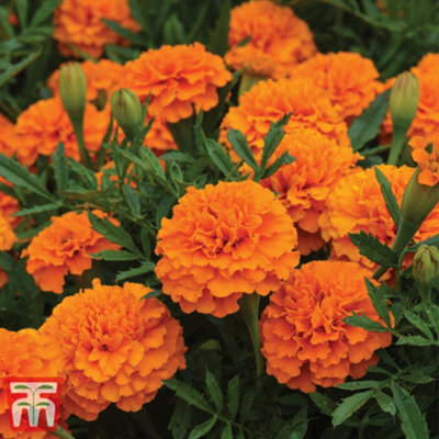 Marigold Boy O Boy Orange 1 Seed Packet (115 Seeds)