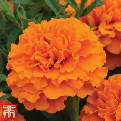 Marigold Boy O Boy Orange 1 Seed Packet (115 Seeds)