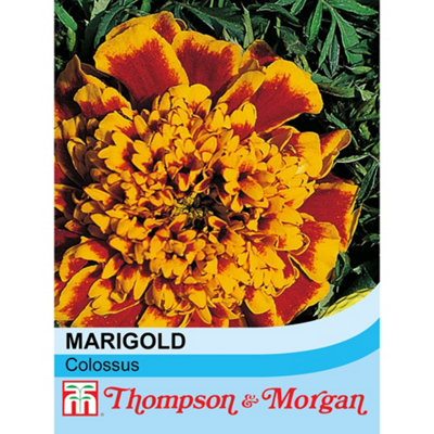 Marigold Colossus 1 Packet (150 Seeds) | DIY at B&Q