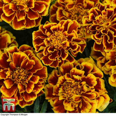 Marigold Colossus 1 Packet (150 Seeds) | DIY at B&Q