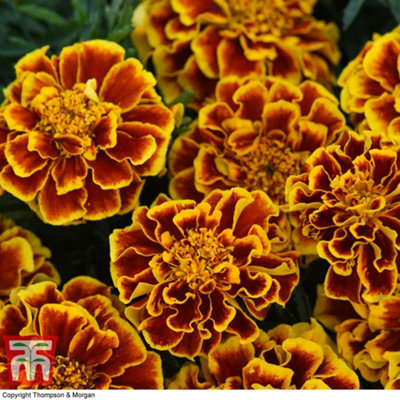 Buy Marigold Colossus 1 Packet (150 Seeds) at B&Q