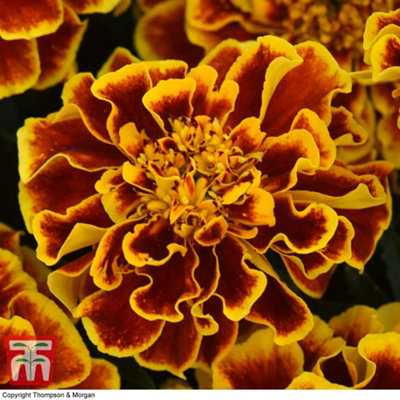 Buy Marigold Colossus 1 Packet (150 Seeds) at B&Q
