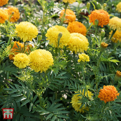 Marigold Crackerjack Mixed 1 Packet (250 Seeds)