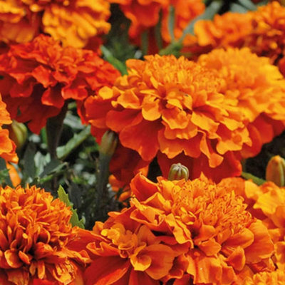Marigold Fireball 1 Packet (40 Seeds)