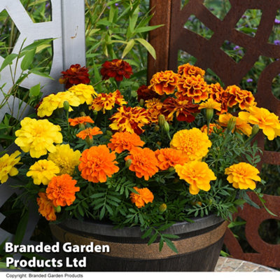 Marigold French Durango Improved 24 Plug Plants | DIY at B&Q