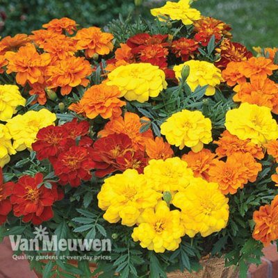 Marigold French Durango Improved 24 Plug Plants | DIY at B&Q