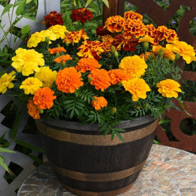 Marigold French Durango Improved Anemone Blooms 12 x Garden Ready Plants