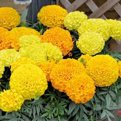 Marigold Marvel Mix - Vibrant Gold, Orange & Yellow Blooms 24 x Garden ...