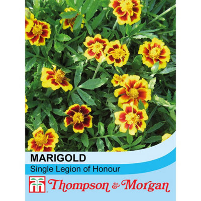 Marigold Single Legion Of Honour 1 Packet (100 Seeds) | DIY at B&Q