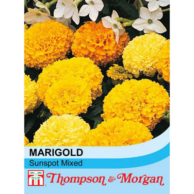 Marigold Sunspot Mixed 1 Seed Packet (100 Seeds)