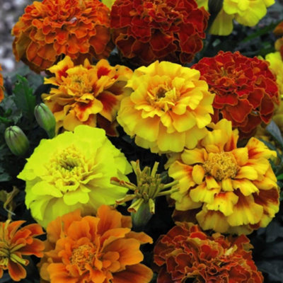 Marigold Zenith Bonanza Mix 6 Plug Plants
