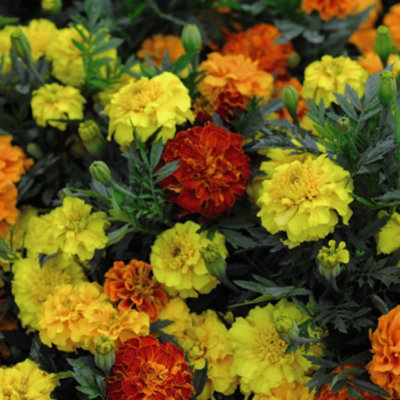 Marigold Zenith Bonanza Mix 72 Plug Plants