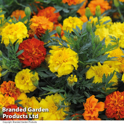 Marigold Zenith Mixed (Peat Free) Garden Ready 30 tray