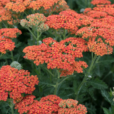 Marshalls Garden Achillea 'Sassy Summer Sunset' - Tall Hardy Perennial ...
