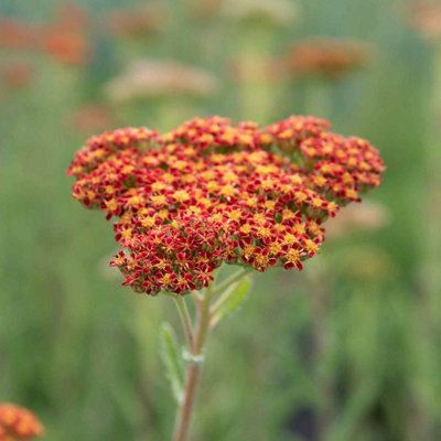 Marshalls Garden Achillea 'Sassy Summer Sunset' - Tall Hardy Perennial ...
