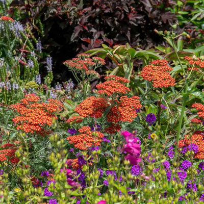 Marshalls Garden Achillea 'Sassy Summer Sunset' - Tall Hardy Perennial ...