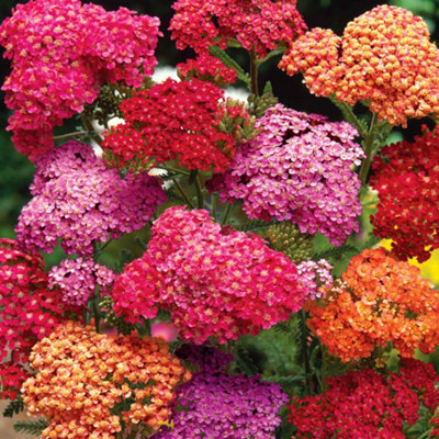 Marshalls Garden Achillea 'Summer Berries Mixed' - Hardy Pollinator ...