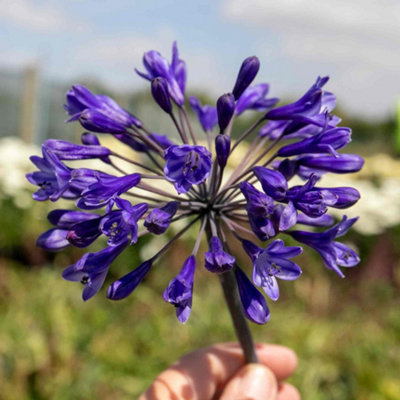 Marshalls Garden Agapanthus Plant 'Africanus Big Blue' 7.5 Litre Plant