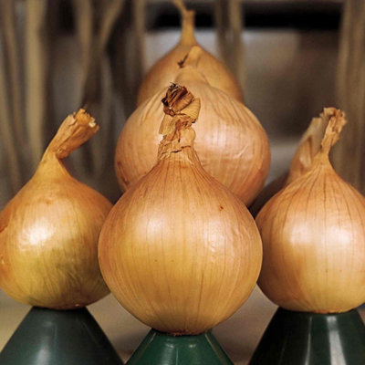 Marshalls Garden Ailsa Craig Onion Seeds, Heritage Exhibition Variety ...