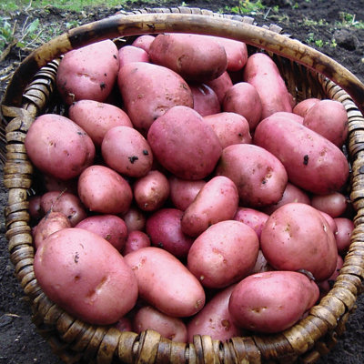 Marshalls Garden Albert Bartlett Seed Potato 'Rooster' 1kg Tubers