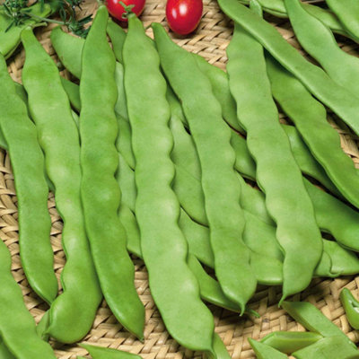 Marshalls Garden Algarve Climbing French Bean Seeds, Stringless Pods ...